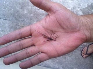 Carapanã da Marambaia